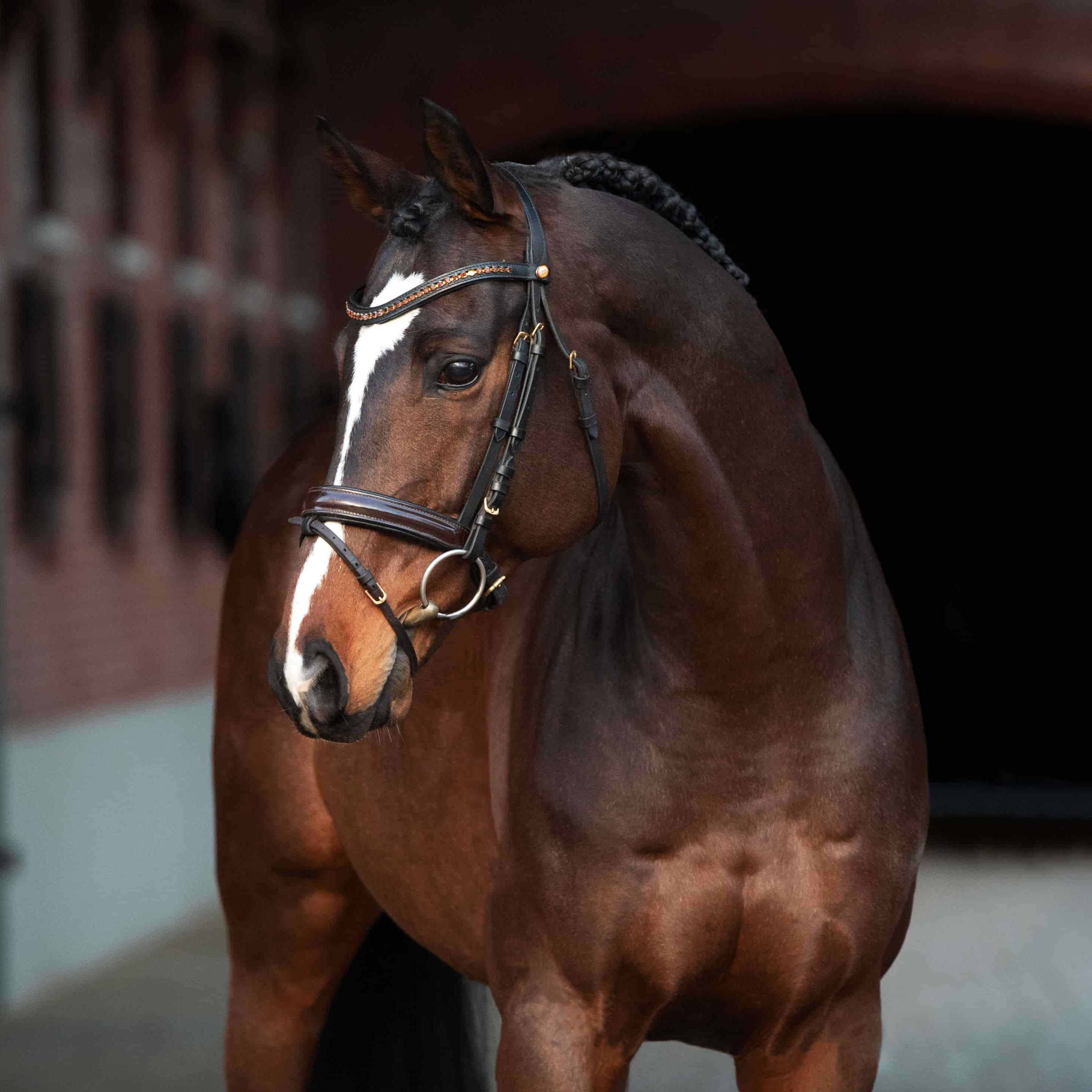 Elite Stallions - Stallions Discipline