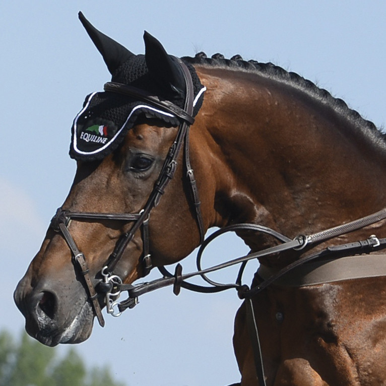 Elite Stallions - Stallion